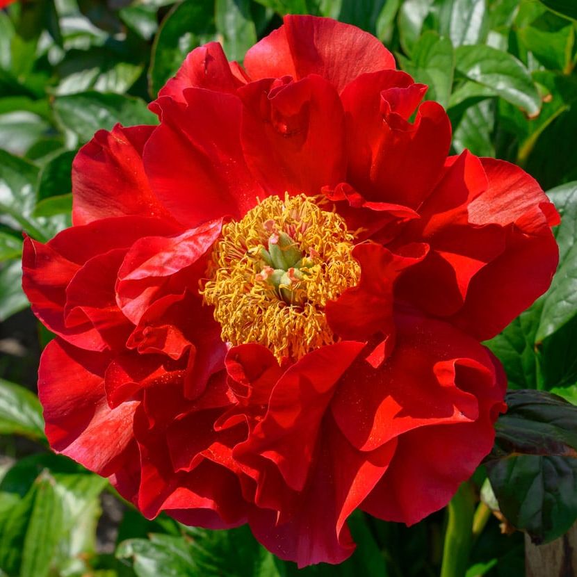 Bareroot XL and XXL : MACKINAC GRAND - XL plant No. 1 (2025)