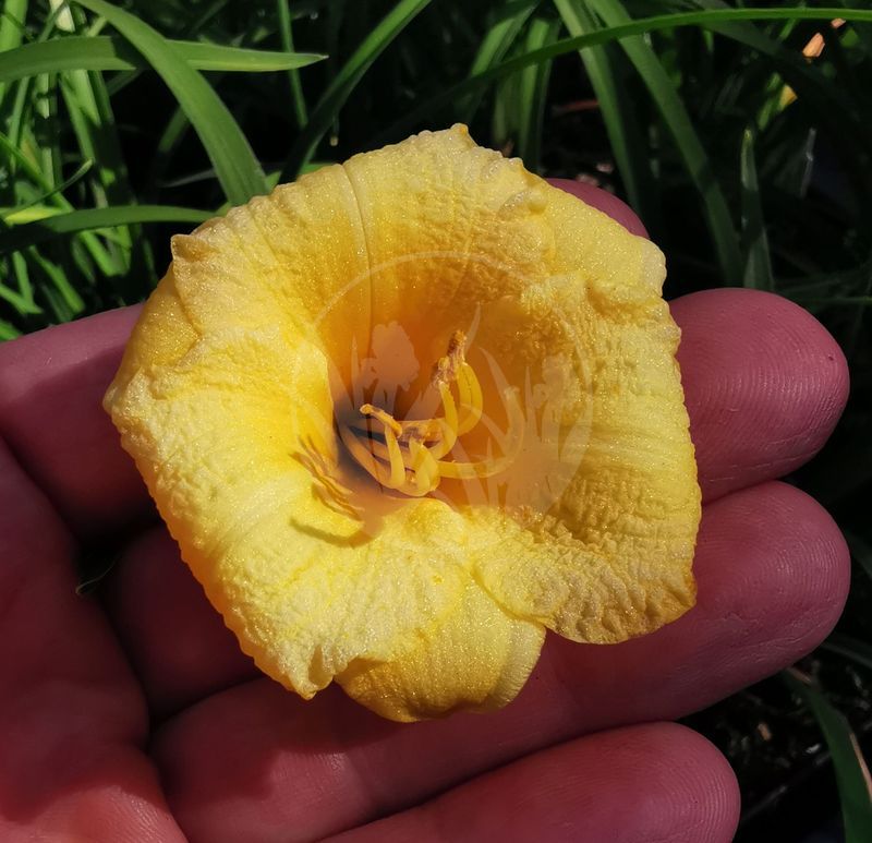 Denivky : MINI STELLA (Jablonski 1983) - MINIATURNÍ DENIVKA