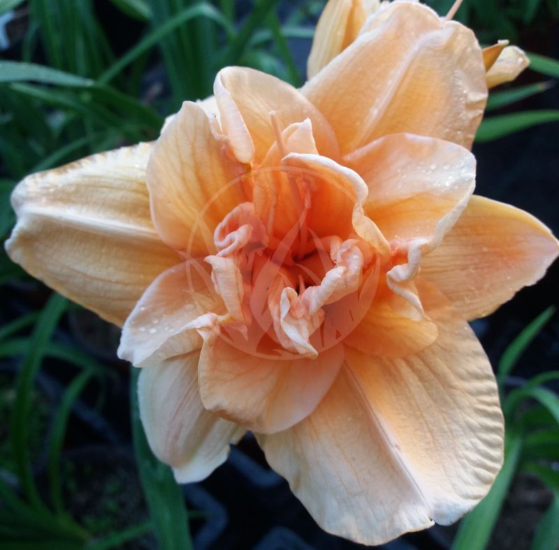 Denivky : PEACH MAGNOLIA (Joiner 1986)