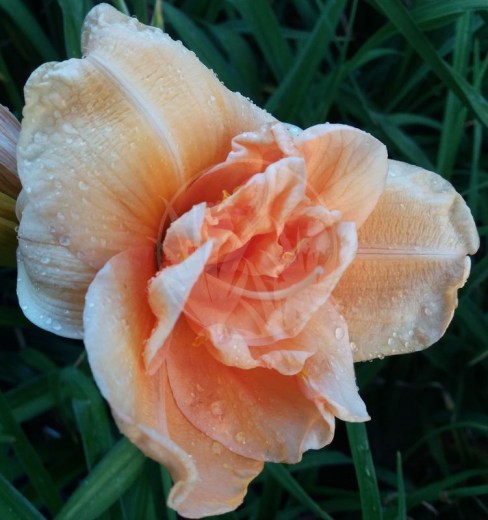 Denivky : PEACH MAGNOLIA (Joiner 1986)