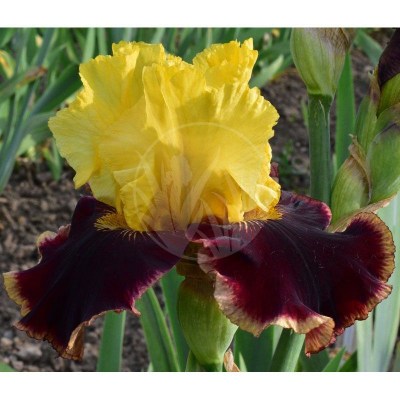 TB – kosatce velkokvěté vysoké : RULING LORD (Blyth 2002/03)