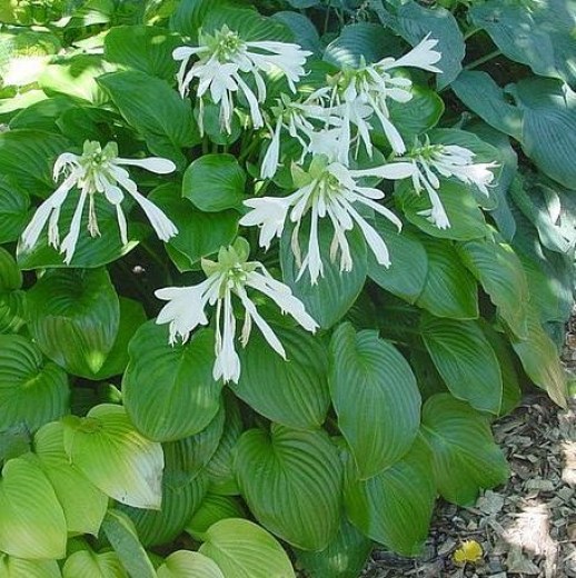 Hosta : PLANTAGINEA GRANDIFLORA - fragrant hosta